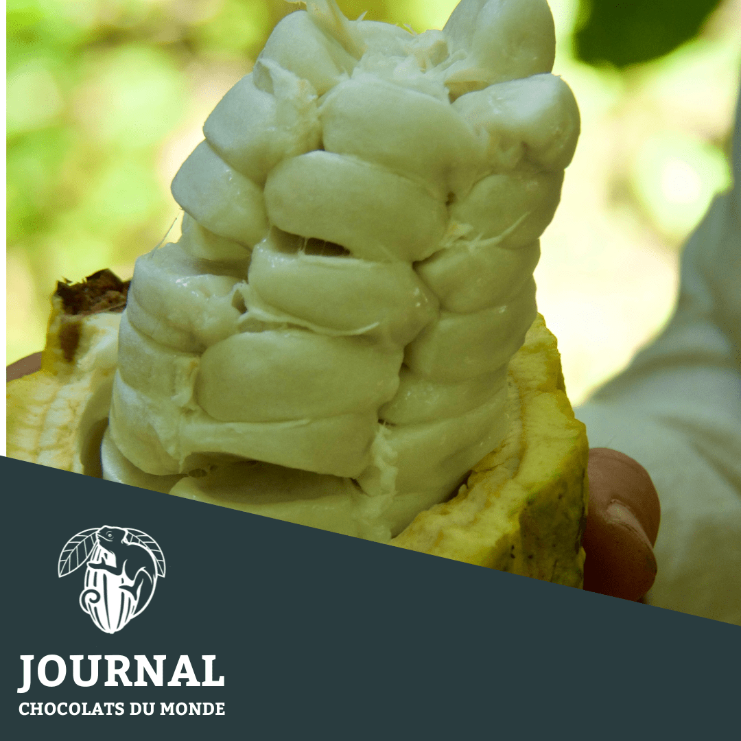 Jus de mucilage, qu’est-ce que c’est ? – Chocolats du Monde