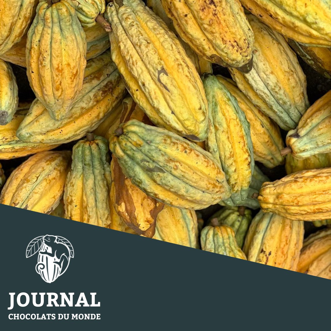 Cocoa shortage, are we going to run out of chocolate? – Chocolats du Monde